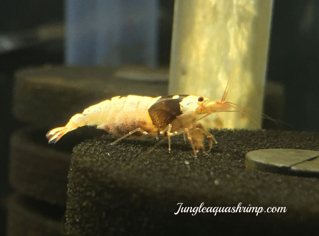 Crystal Black Shrimp (CBS) Crystal Black Shrimp (CBS)